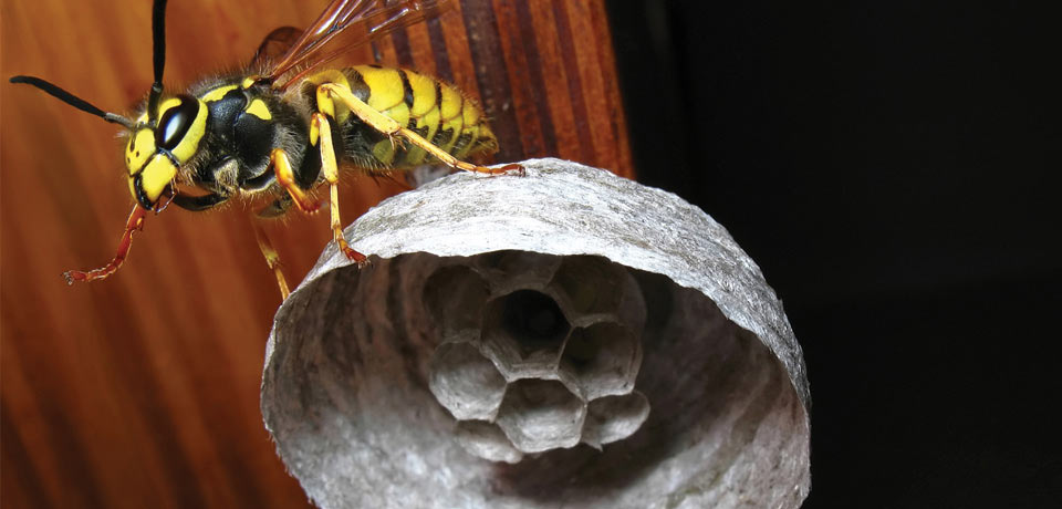 Pest Control Services Fife Kinross Mice Rat Wasps Ants Flea Solutions