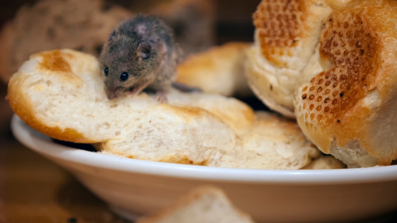 rodent control in the food industry is vital to businesses
